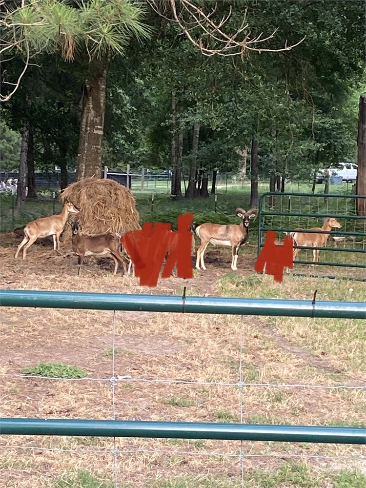 WildLife Buyer, LLC. - 1.3 Red Sheep