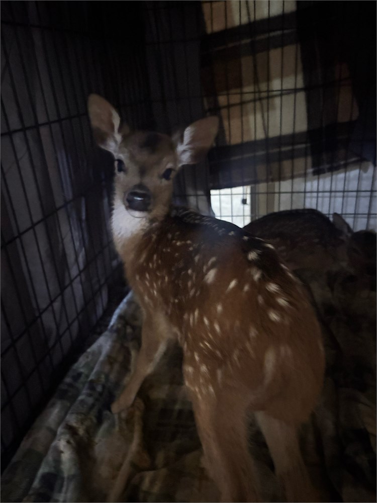WildLife Buyer, LLC. - 0.1 bottle baby axis