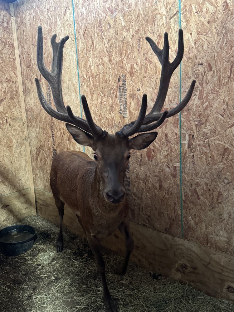 WildLife Buyer, LLC. - 1.0 Stag #4