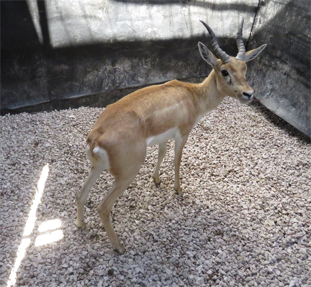 WildLife Buyer, LLC. - 1.0 BLACKBUCK TAG#222 (NKB#1)