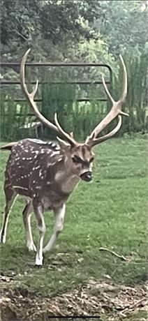 WildLife Buyer, LLC. - Breeder Axis Buck