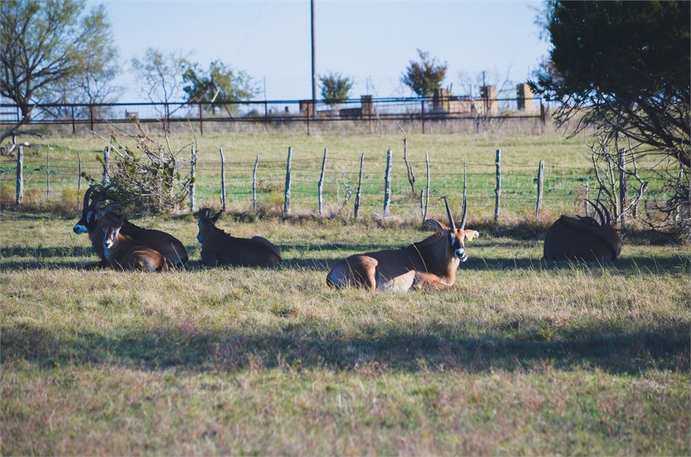 WildLife Buyer, LLC. - 1.1 ROAN – BREEDING PAIR