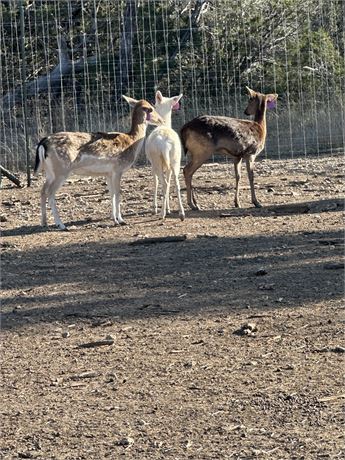 WildLife Buyer, LLC. - 0.3 Pen Raised Fallow Does (Exposed To EWA ...