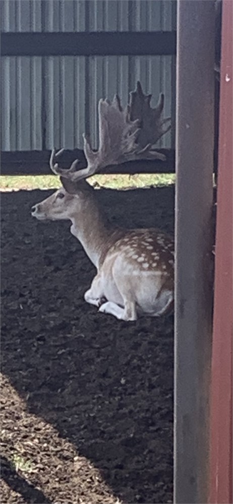 WildLife Buyer, LLC. - BIG FALLOW BUCK