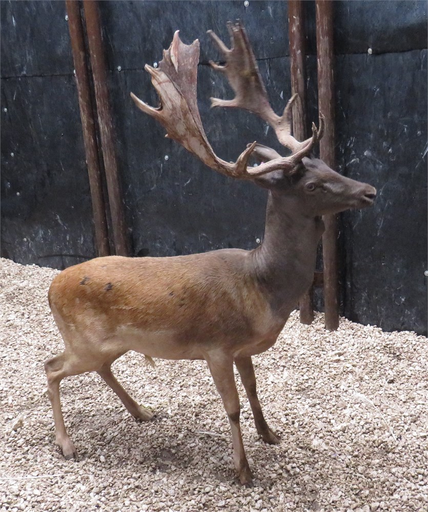 WildLife Buyer, LLC. - 1.0 FALLOW (WB#12) - Ask About Insurance
