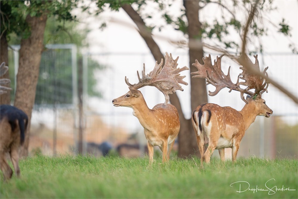 WildLife Buyer, LLC. - 0.1 Bottle Baby Fallow WAR PATH Daughter
