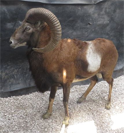 WildLife Buyer, LLC. - 1.0 RED SHEEP TAG#48 (NKB#7)