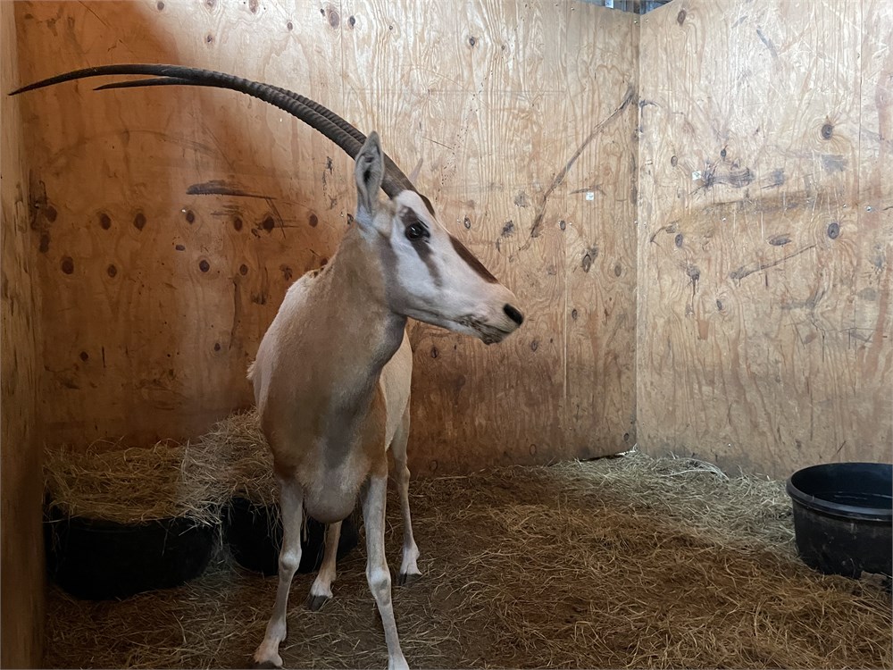 WildLife Buyer, LLC. - 0.1 Oryx Cow