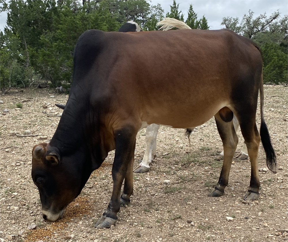 WildLife Buyer, LLC. - 2 Zebu Bulls