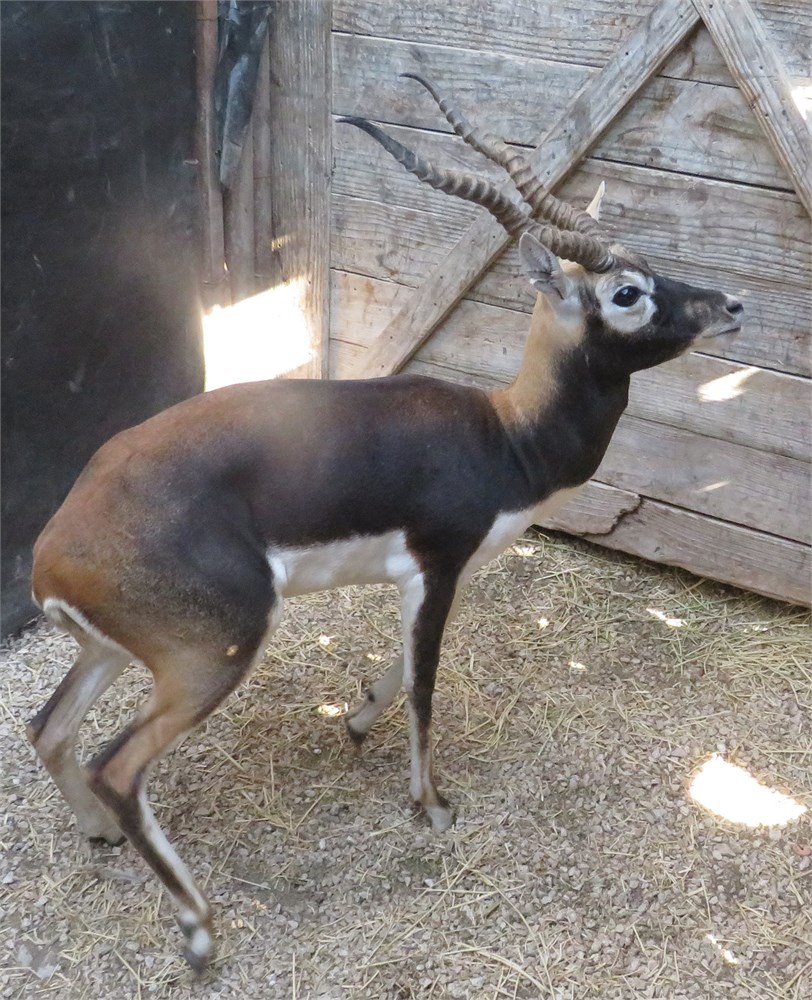 WildLife Buyer, LLC. - 1.0 BLACKBUCK (RB#2)