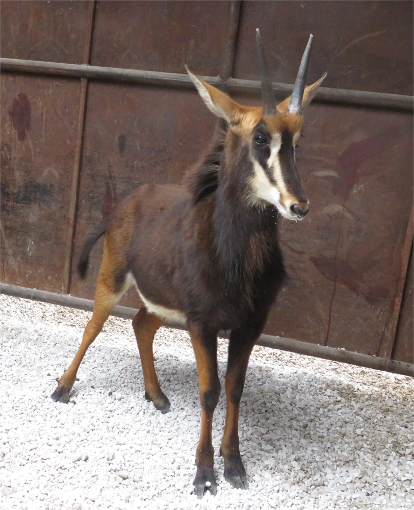 WildLife Buyer, LLC. - 1.0 SABLE (NKB#14) - Ask about insurance