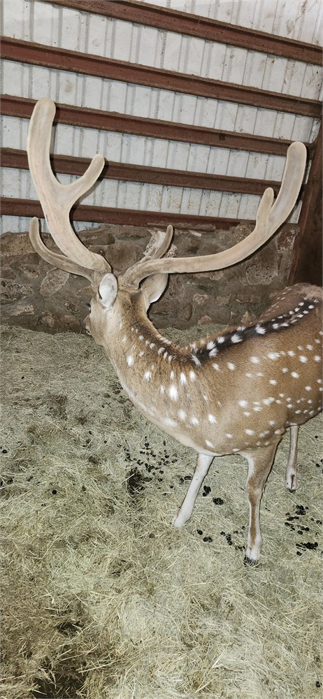 WildLife Buyer, LLC. - 1.0 Axis Buck 10 Point