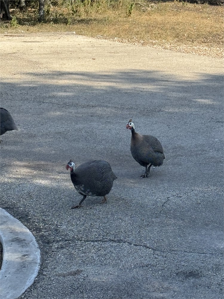 WildLife Buyer, LLC. - 17 Guinea Fowl