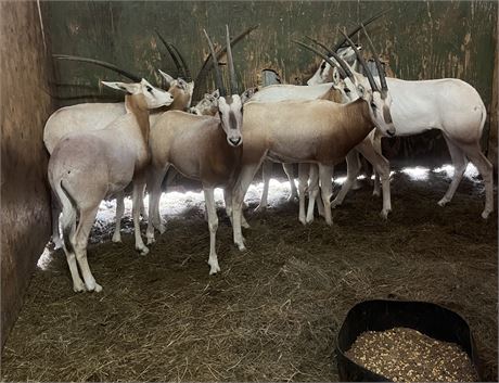 WildLife Buyer, LLC. - 7.0 Scimitar Oryx Bulls*Price is per Each Animal