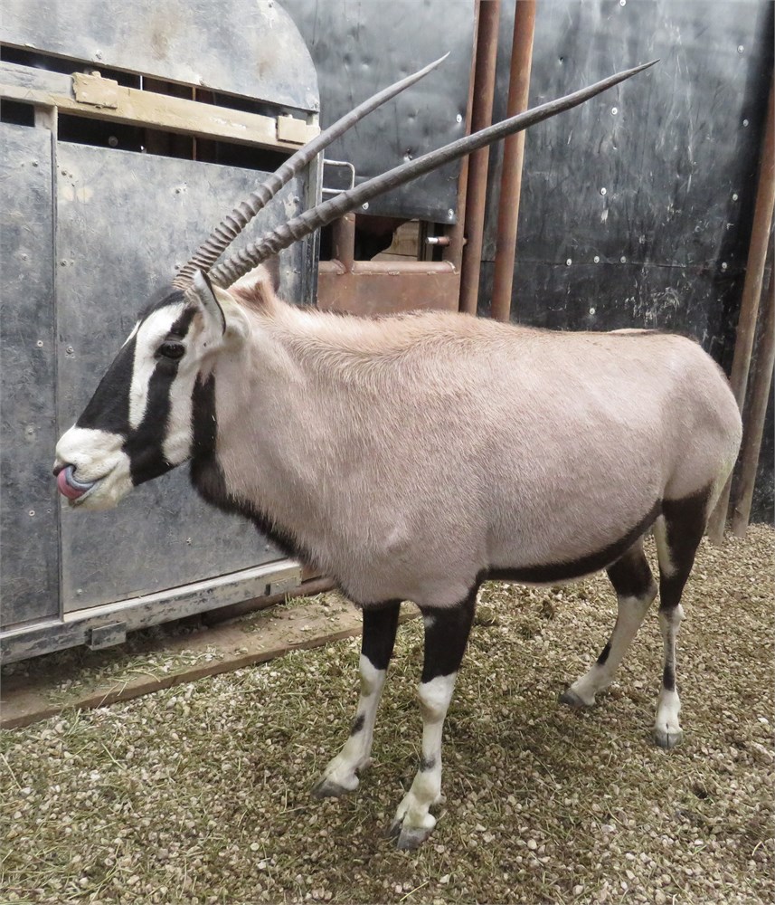 WildLife Buyer, LLC. - 0.1 GEMSBOK (WB#1)