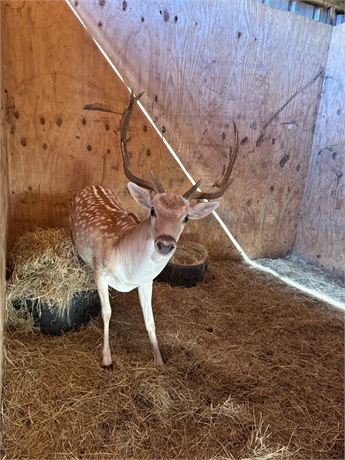 WildLife Buyer, LLC. - Fallow - Ask About Insurance