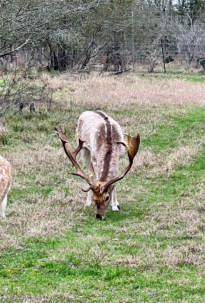 WildLife Buyer, LLC. - 1.0 FALLOW