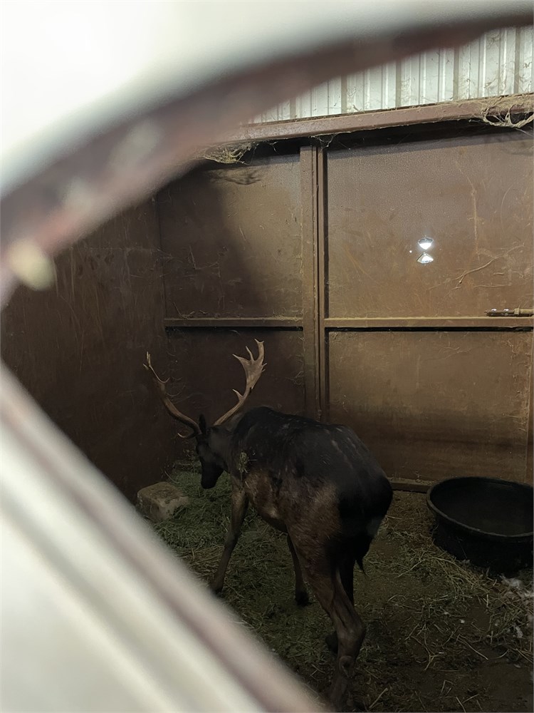 WildLife Buyer, LLC. - Fallow buck - Ask About Insurance
