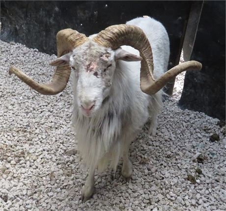 WildLife Buyer, LLC. - 1.0 TX DALL TAG#14 (OKB#5)