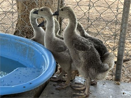 WildLife Buyer, LLC. - African Geese Goslings