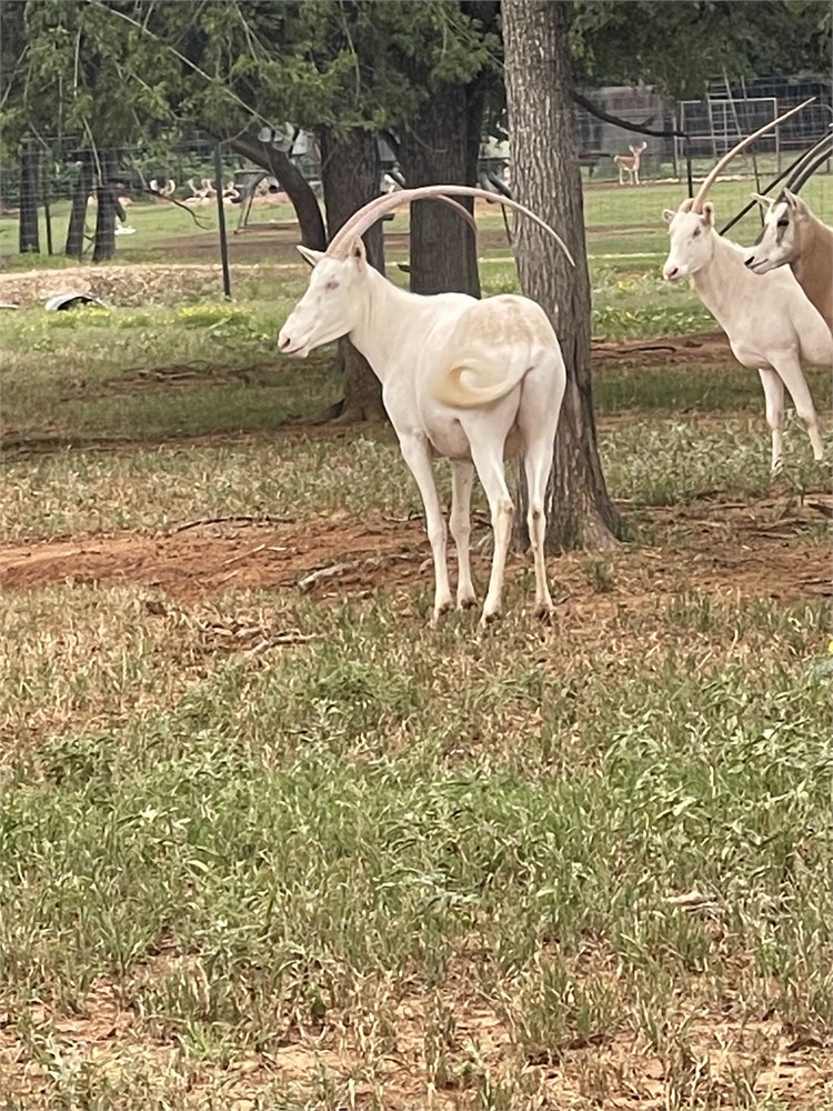 WildLife Buyer, LLC. - Trophy White Oryx Bull