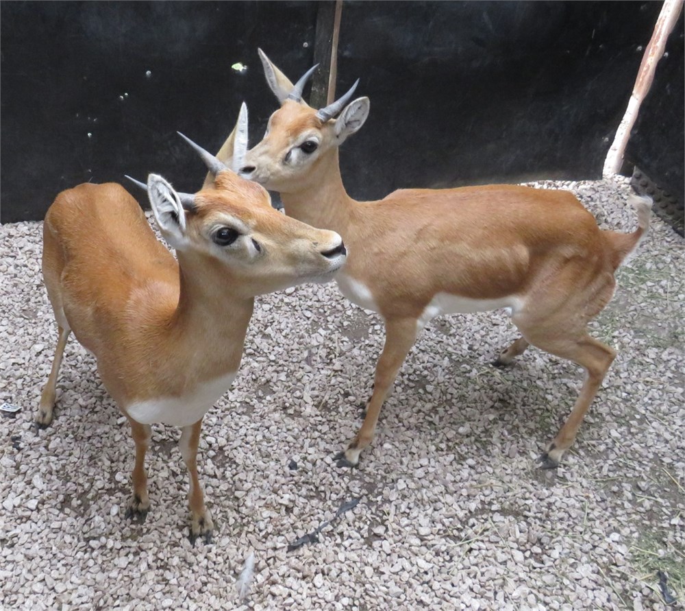 WildLife Buyer, LLC. - 2.0 BLACKBUCK (OKB#3-1)