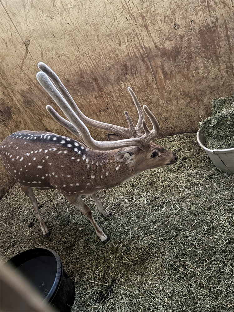 WildLife Buyer, LLC. - Winter Axis Buck