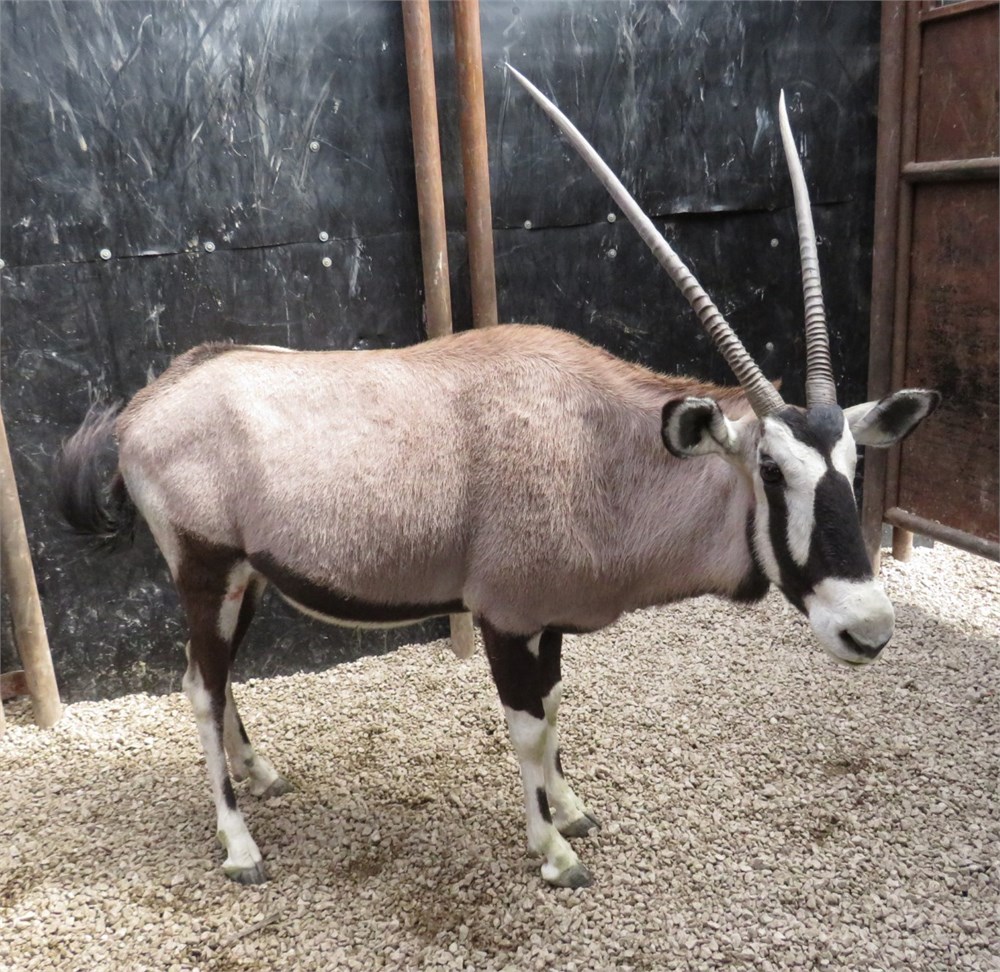 WildLife Buyer, LLC. - 朗 0.1 GEMSBOK (NKB#17) **PER SELLER BRED!***