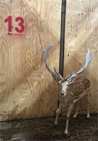 WildLife Buyer, LLC. - Fallow Buck Room 13