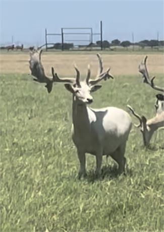 WildLife Buyer, LLC. - BIG FALLOW BUCK