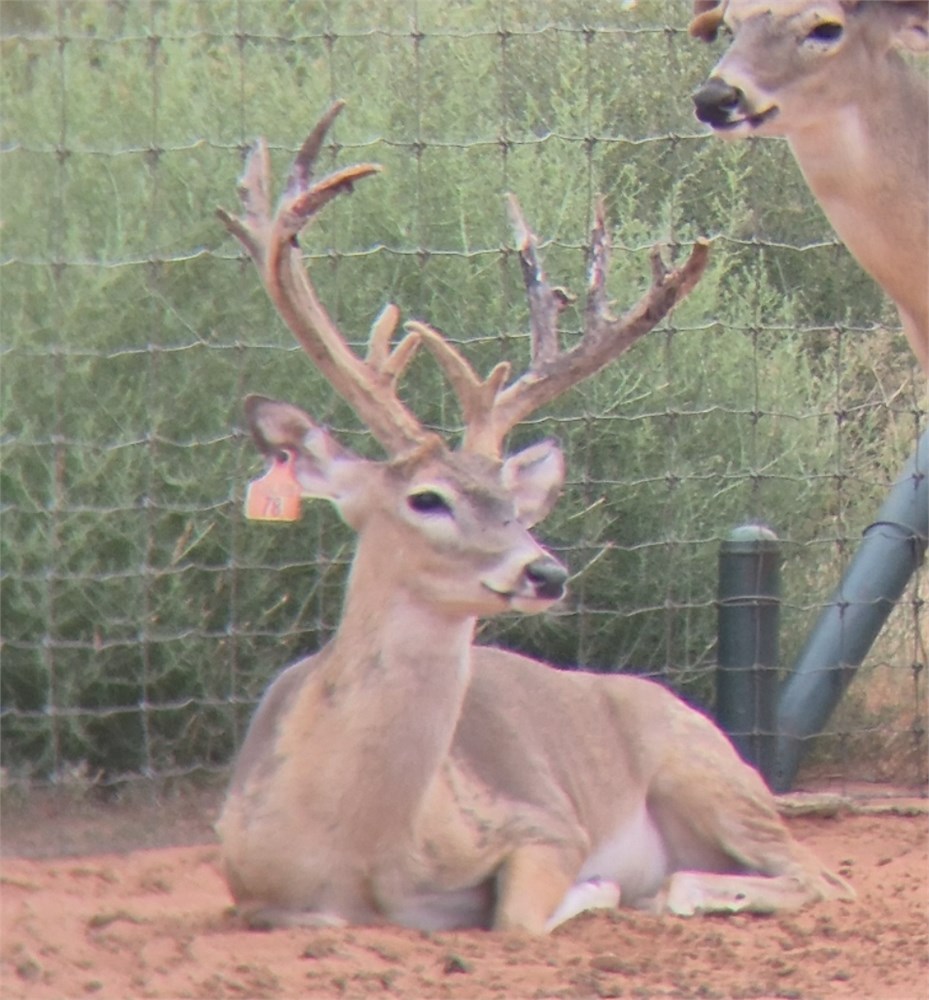 WildLife Buyer, LLC. - Whitetail buck Tag- pink 78