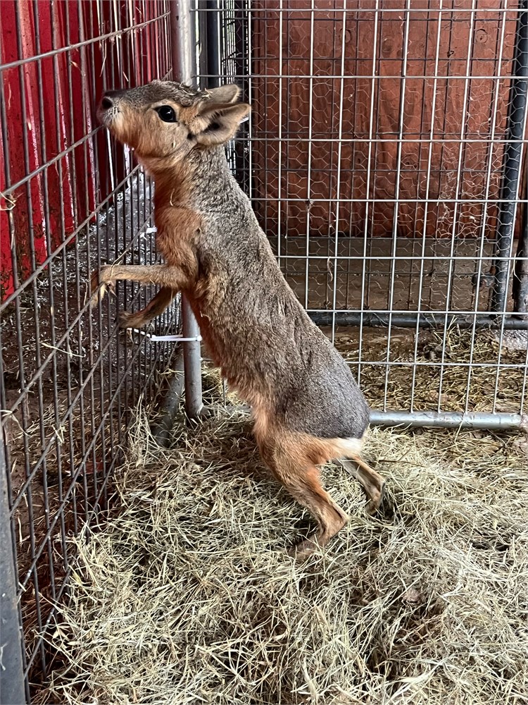 WildLife Buyer, LLC. - 3.0 Patagonian Cavy