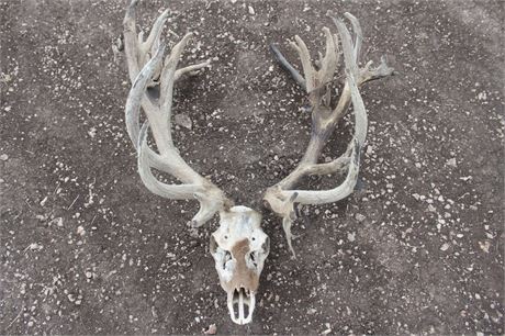 WildLife Buyer, LLC. - RED STAG SKULL TAG#301