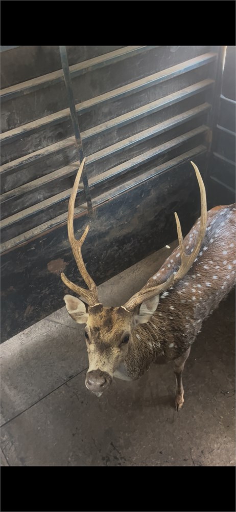 WildLife Buyer, LLC. - 30” axis buck