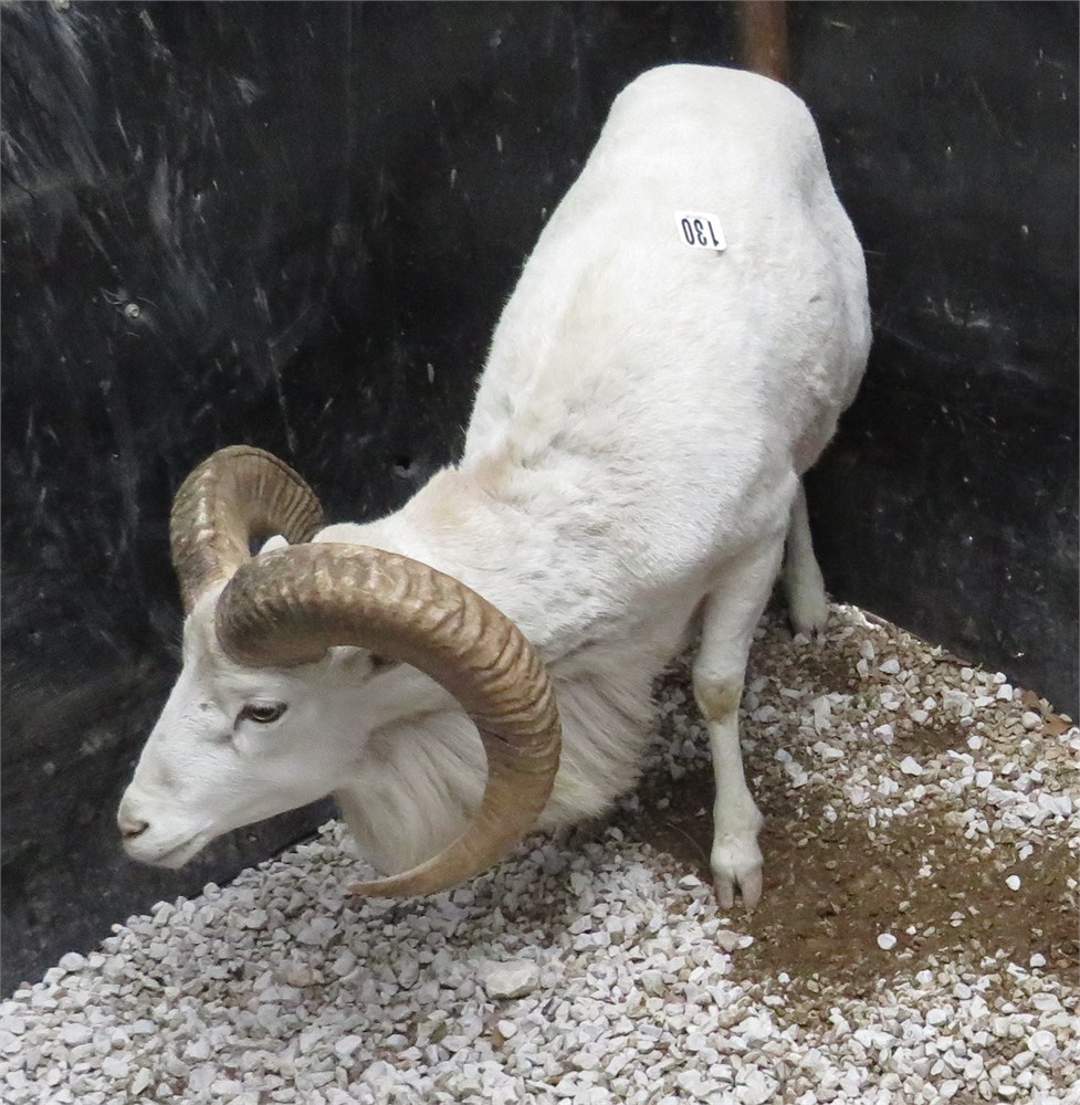 WildLife Buyer, LLC. - 1.0 SNOW URIAL TAG#130 (RB#3)