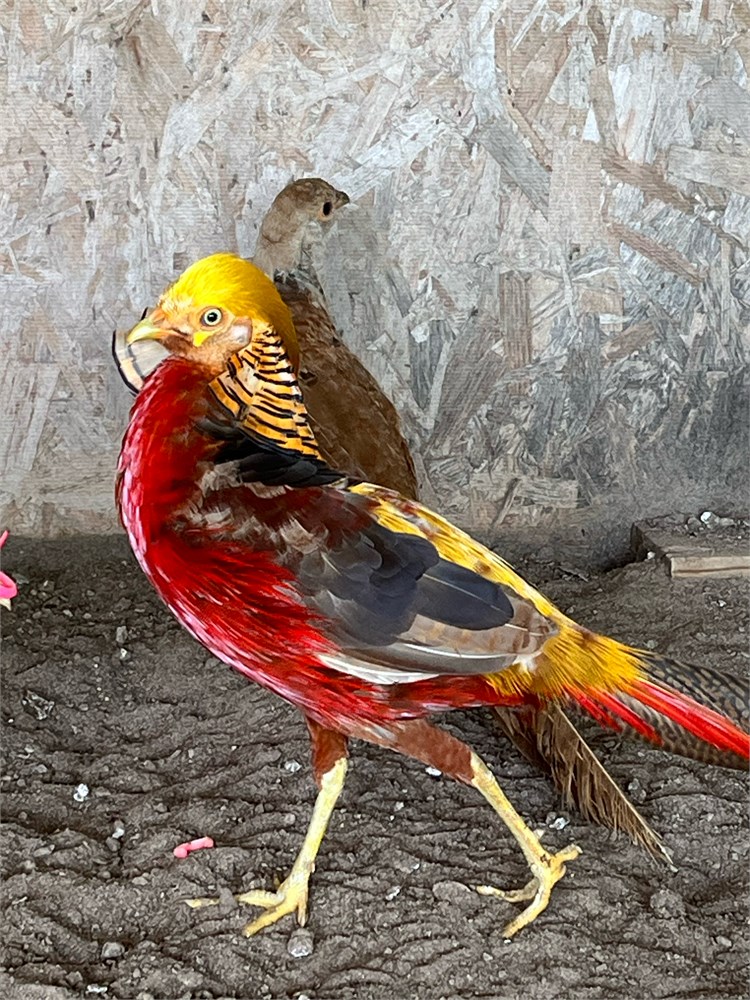 WildLife Buyer, LLC. - 1.0 Cinnamon Golden pheasant