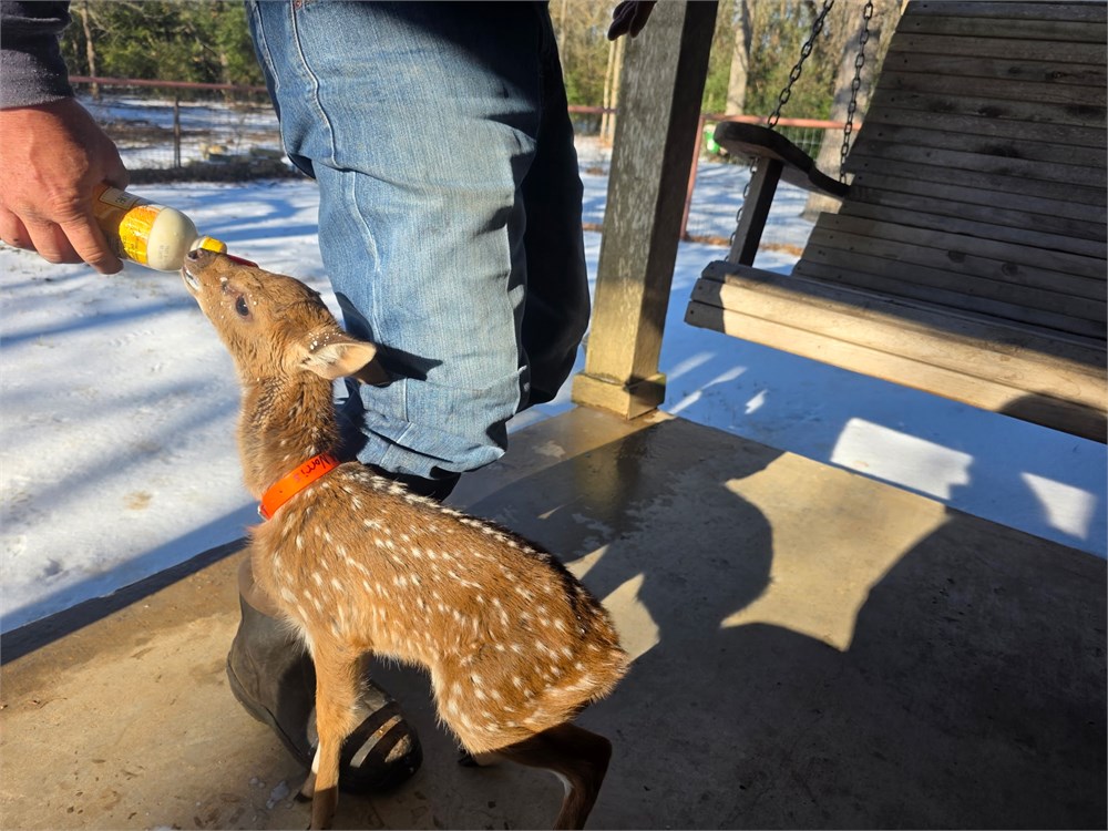 WildLife Buyer, LLC. - Bottle Baby Axis Male