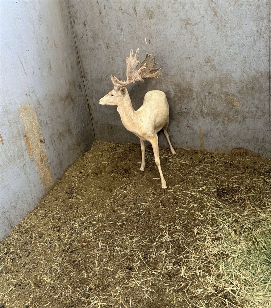 WildLife Buyer, LLC. - 1.0 impressive 2 year old fallow