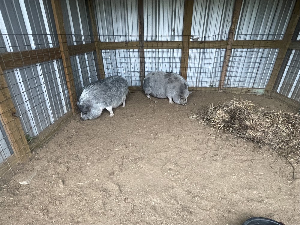 WildLife Buyer, LLC. - Two 3 yr old neutered potbelly pigs