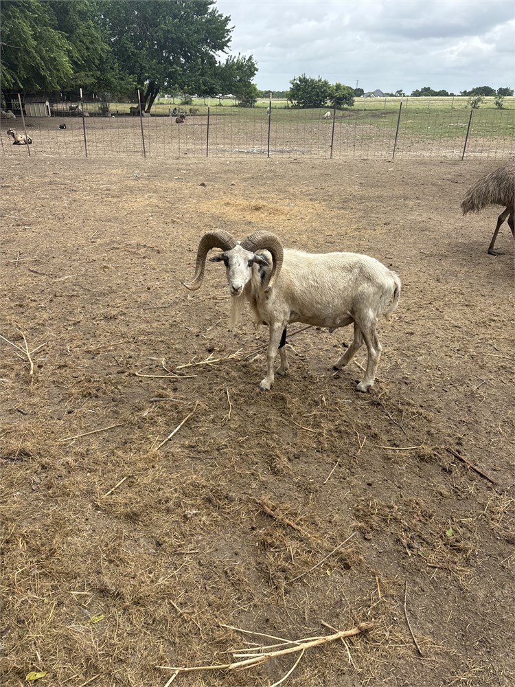 WildLife Buyer, LLC. - Ram