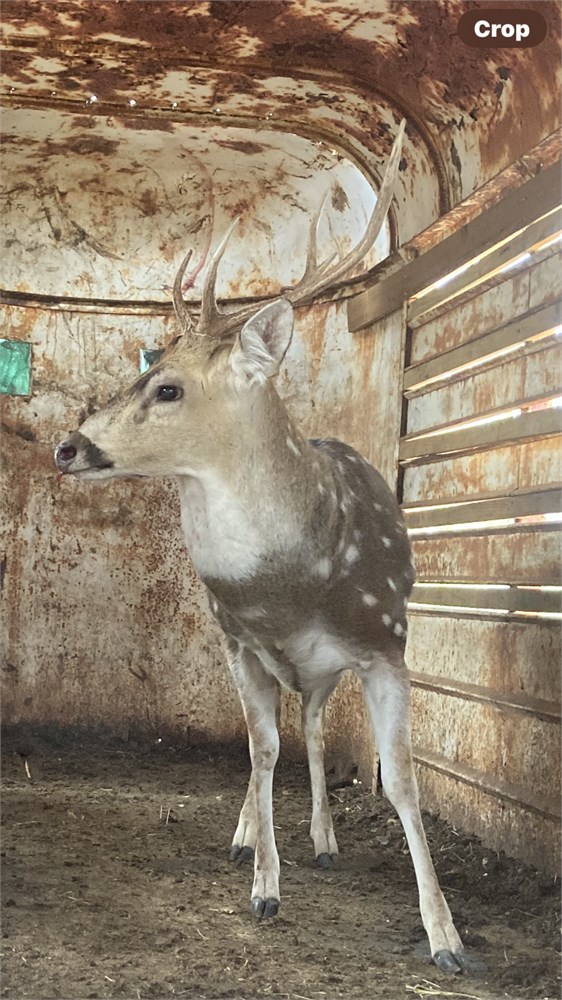 WildLife Buyer, LLC. - 1.0 Axis Buck