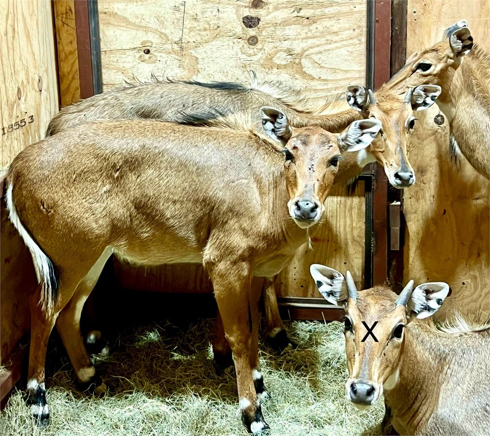 WildLife Buyer, LLC. - 1.2 Nilgai - BOERNE
