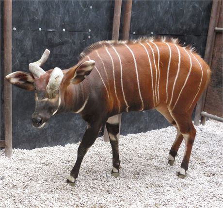 WildLife Buyer, LLC. - 1.0 BONGO (NKB#17)