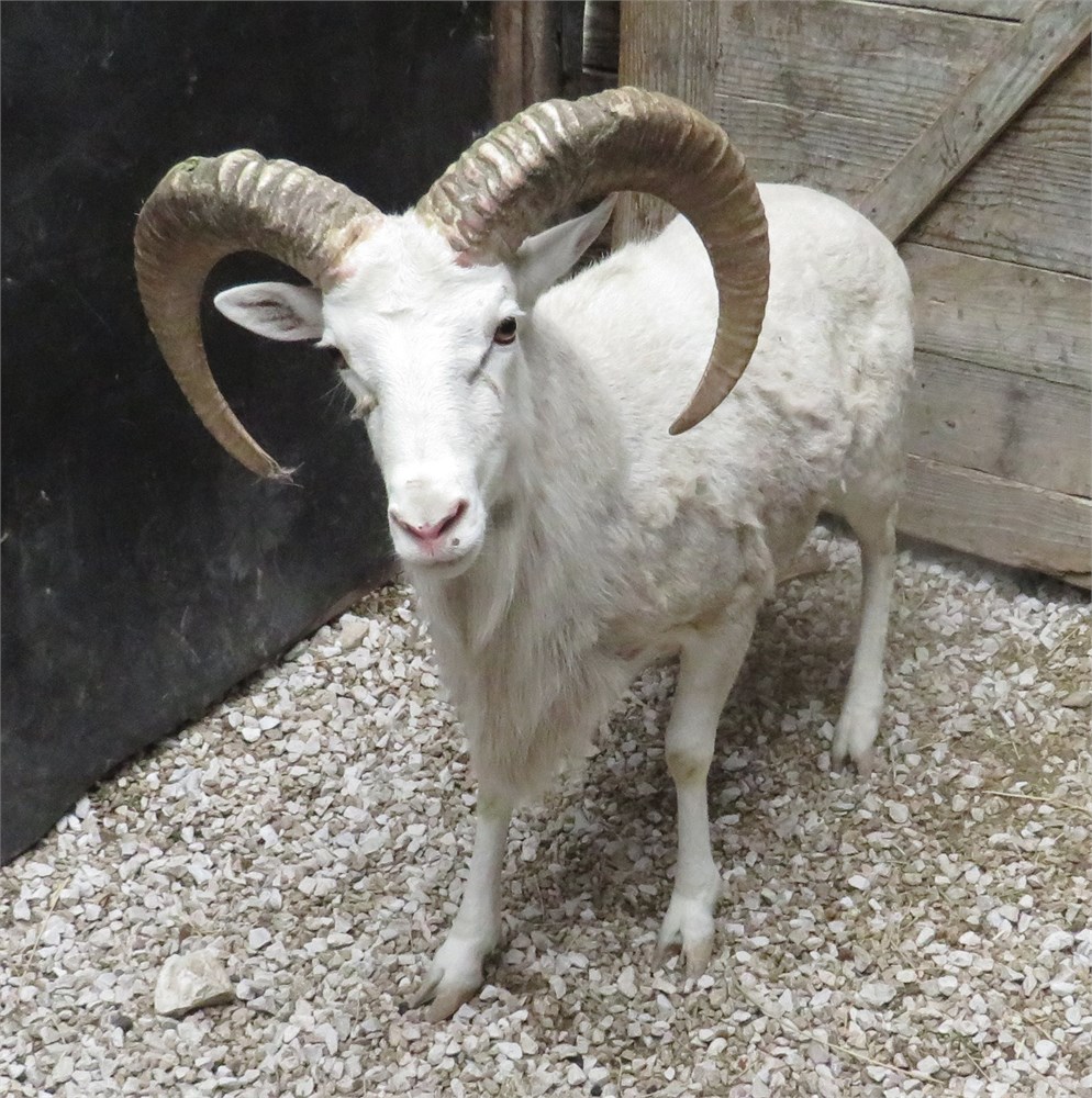 WildLife Buyer, LLC. - 1.0 SNOW URIAL TAG#129 (RB#3)