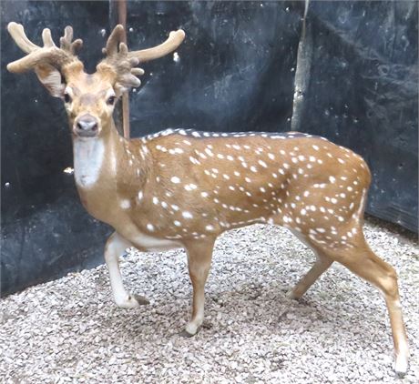 WildLife Buyer, LLC. - 朗 1.0 AXIS (OKB#4-4) *NON-TYPICAL*