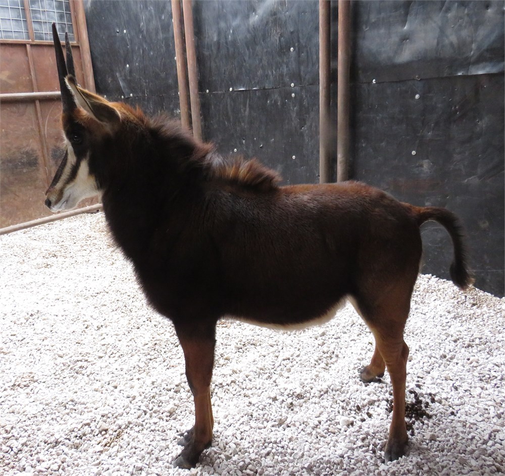 WildLife Buyer, LLC. - 1.0 SABLE (NKB#14) - Ask about insurance