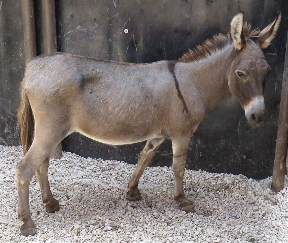 WildLife Buyer, LLC. - 0.1 MINIATURE DONKEY TAG#150 (NKB#12)