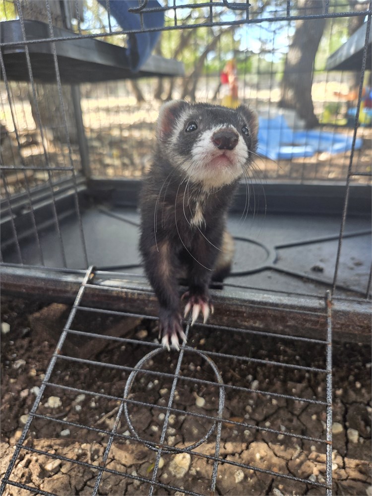 WildLife Buyer, LLC. - Spayed/Descented Female Ferret with Cage and ...