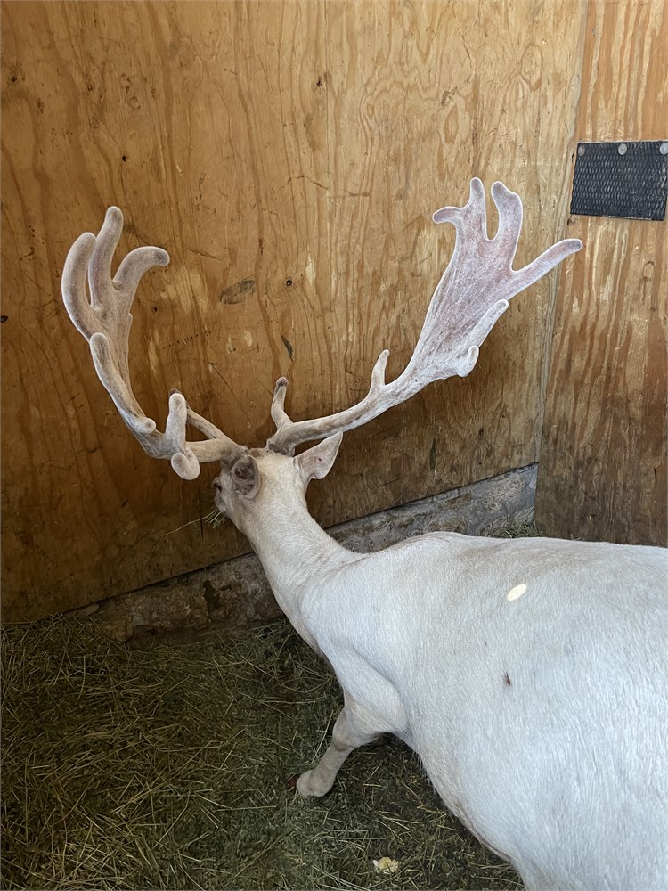 WildLife Buyer, LLC. - Fallow buck
