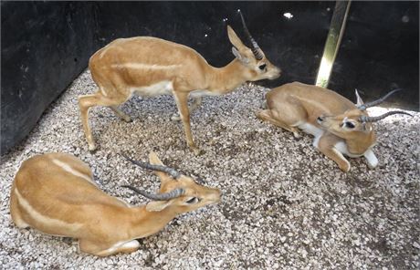 WildLife Buyer, LLC. - 3.0 BLACKBUCK (OKB#4-4)